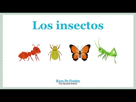 Insects in Spanish / Los insectos en español | Kasa De Franko