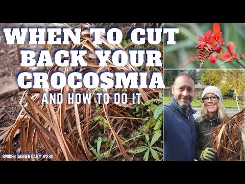 ✂ When to Cut Back and Prune Your Crocosmia - SGD 232 ✂