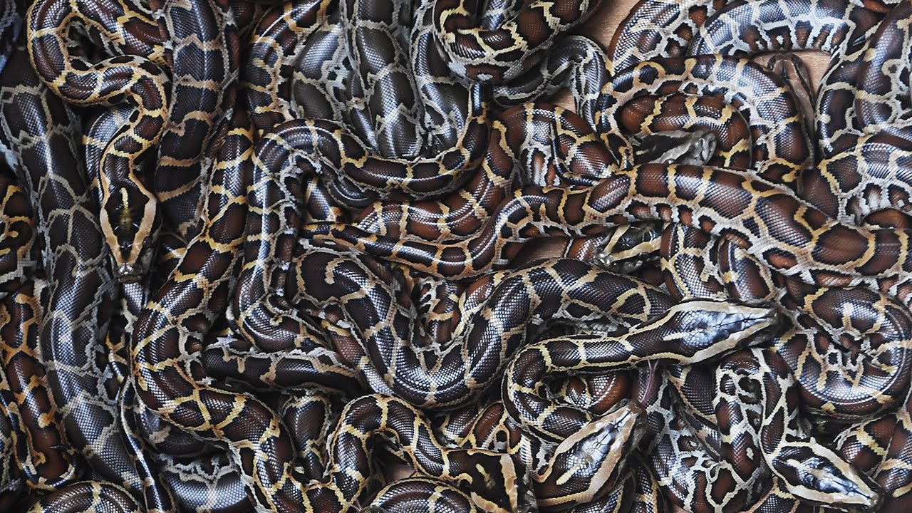Myanmar catches 30 snakes and releases them to wild