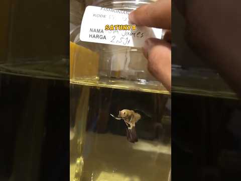 Spill Ikan Cupang Yang Paling Mahal di Fishkinian Sekarang !!