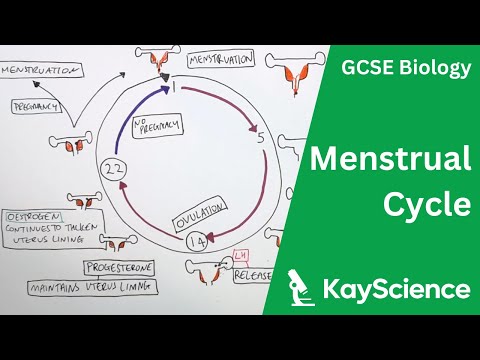 Menstrual Cycle Explained - GCSE Biology | kayscience.com
