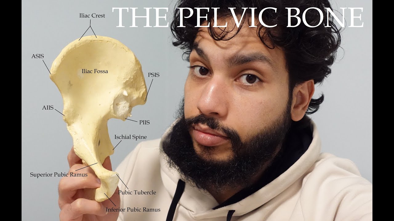 Making The Innominate (Pelvic) Bone Understandable