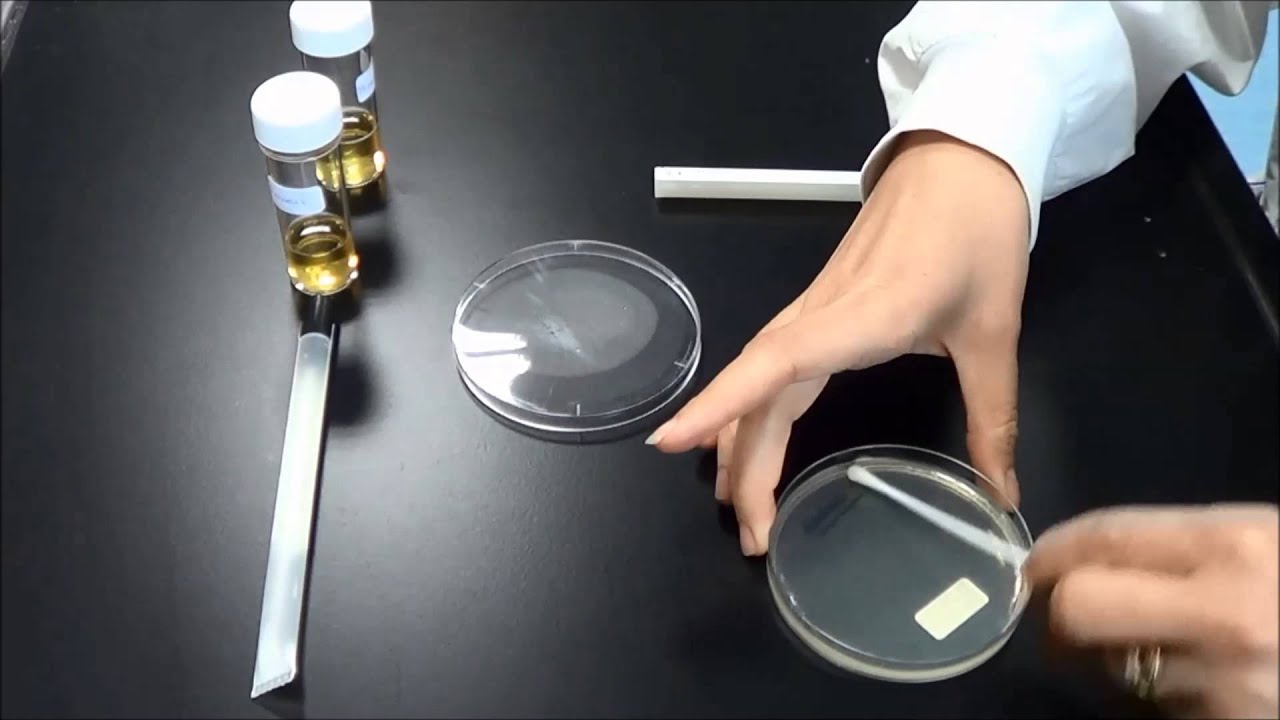Antibiotic Sensitivity testing