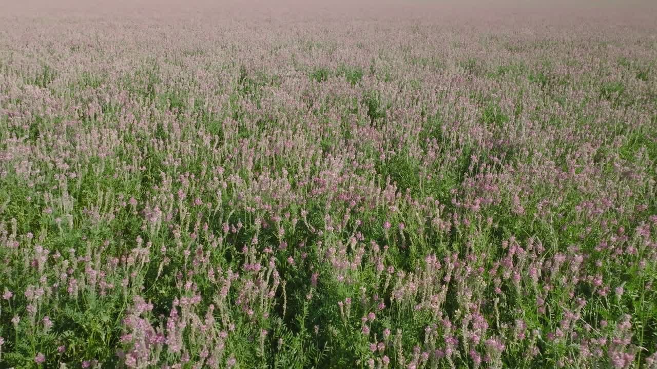 Wildflower Meadow | Living Landscape Wallpaper for TV | Spring Flowers