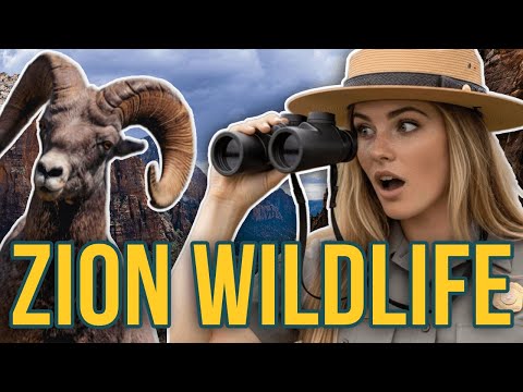 How to see WILDLIFE in Zion National Park | Zion National Park Wildlife