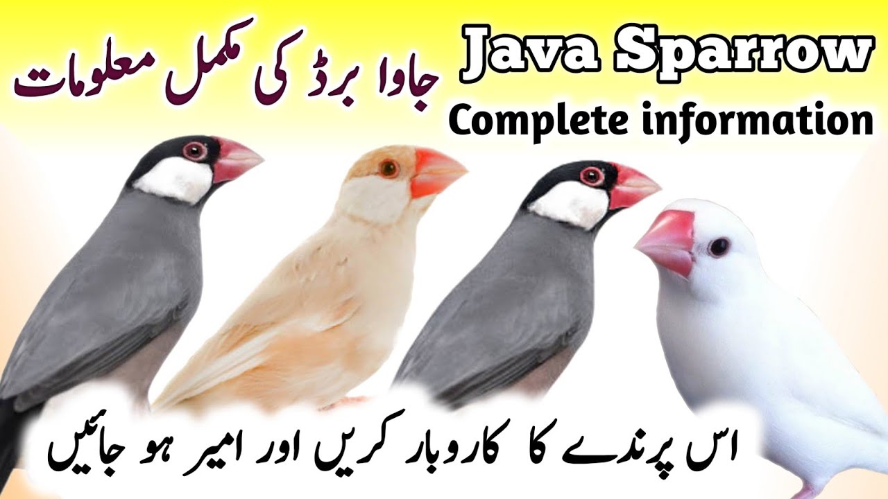 Java Birds Breeding Tips | Java Finch Colony Cage Setup & Seed Mix, Food | Java Sparrow Male Female