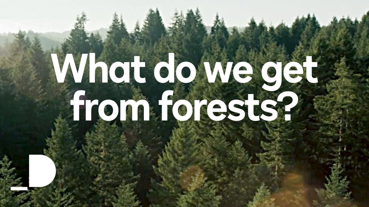 Paper Products in Your Daily Life | Good Code Hackathon