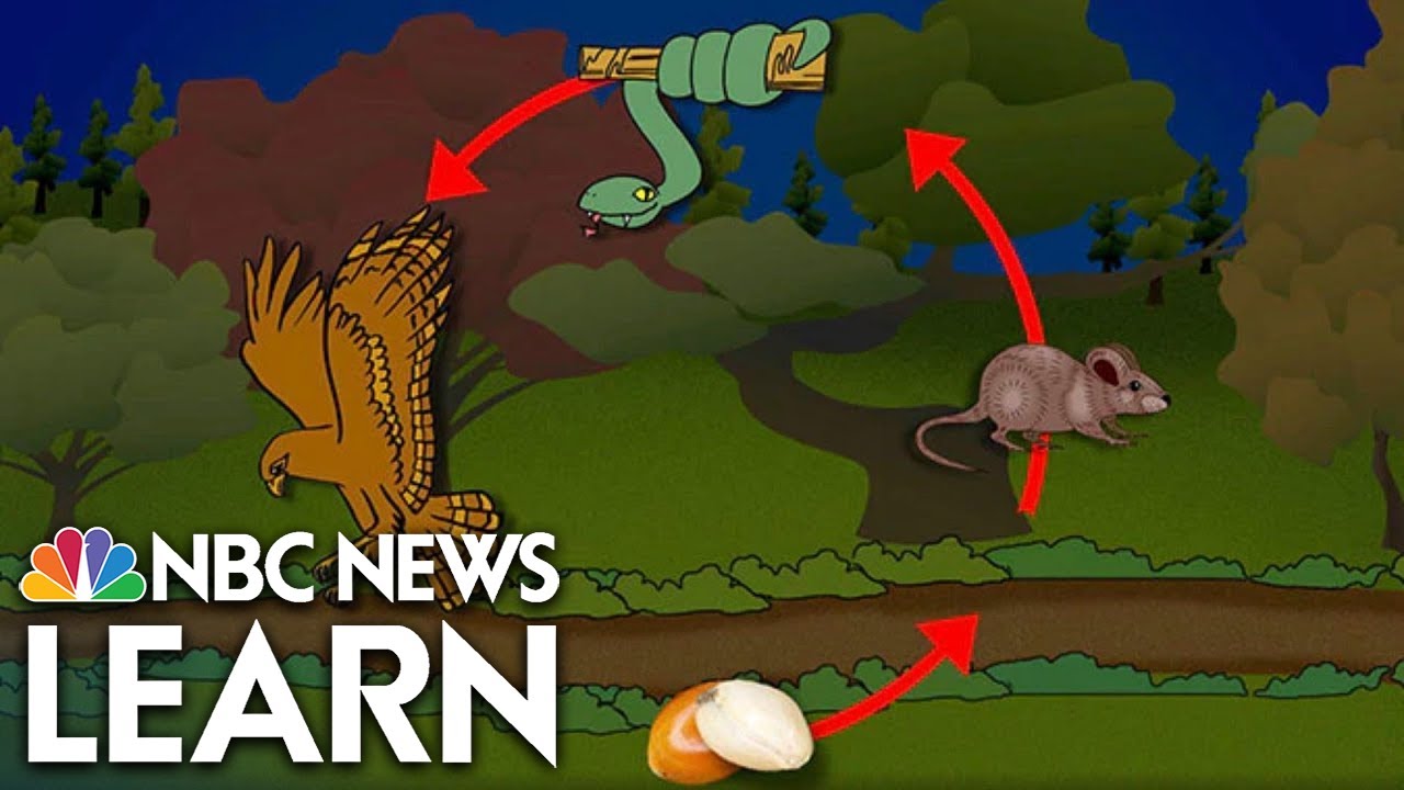Organisms in Ecosystems