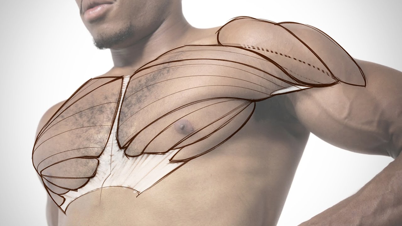 Pec Model Tracing - Assignment Example