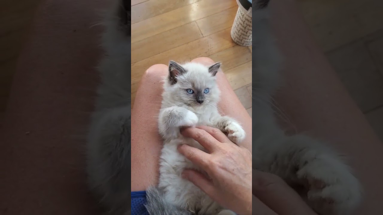 Ragdoll kitten.  Blue mitted.  Born the 4th of July.  #ragdoll #kitten #cutekitten
