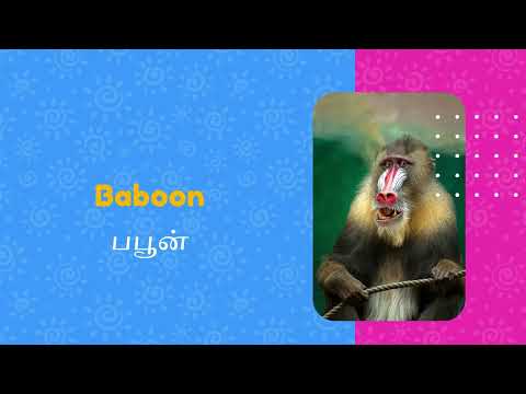 10 Fascinating Animals Starting with the Letter "B" – Bear, Bison, Bat, Bee, and More.