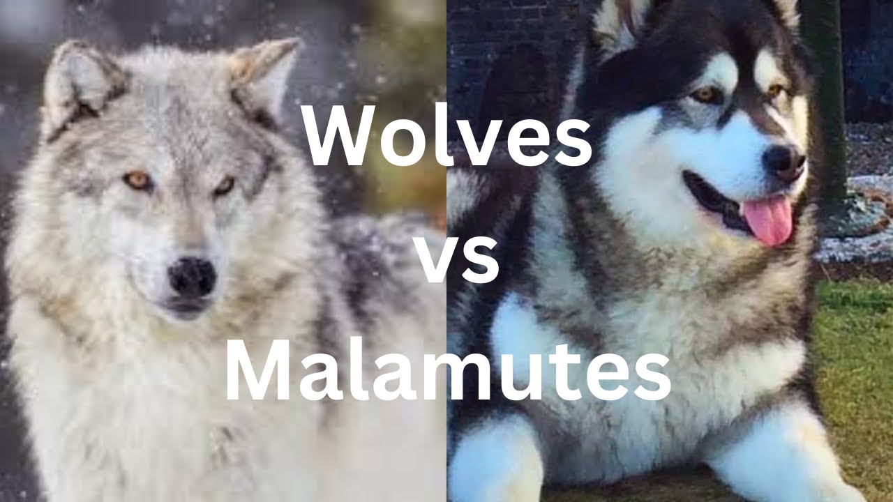 Wolves vs Alaskan Malamutes