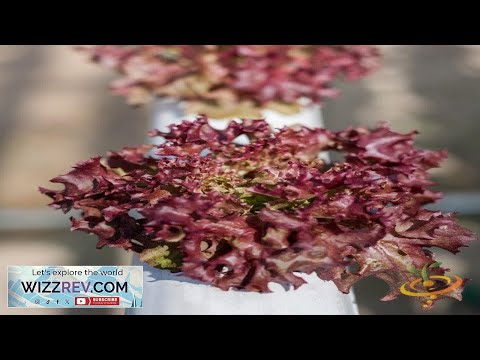 Lettuce Salad Bowl Red – Seeds Review