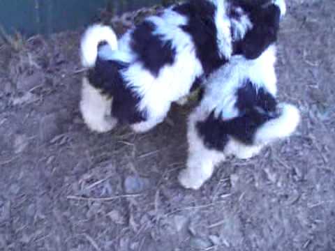 Karakachan Puppy! #8 Male