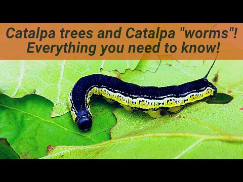 Catalpa Worms are actually caterpillars! Learn all about their relationship with Catalpa trees!