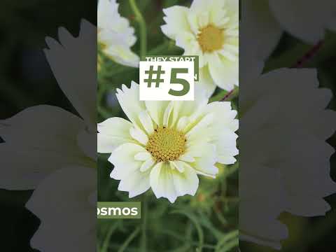 7 Reasons to Start Plants from Seed | Smart Gardening #seedstarting #seedsowing #gardentips
