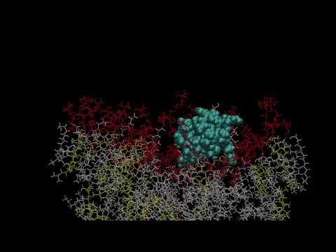 Artificial designed cell penetrating peptide goes through the membrane