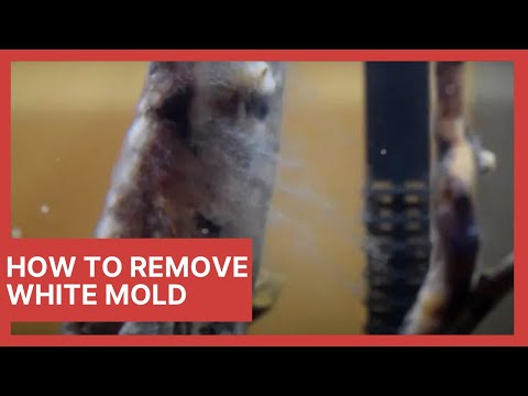 How to Remove White Mold / Fungus in a Fish Tank?