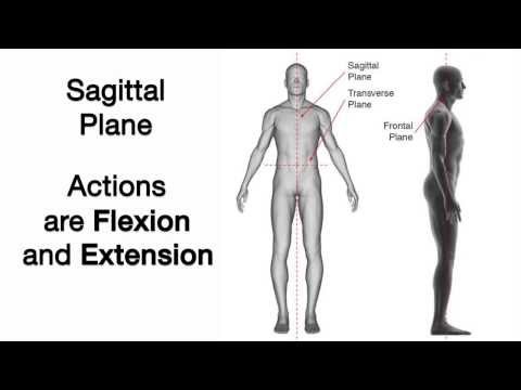 2. Sagittal Plane