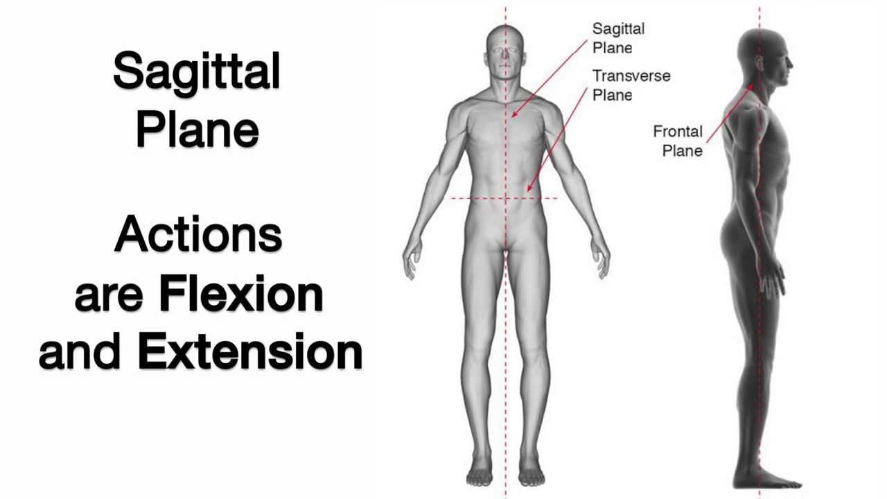 2. Sagittal Plane