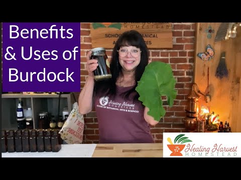 Benefits & Uses of Burdock