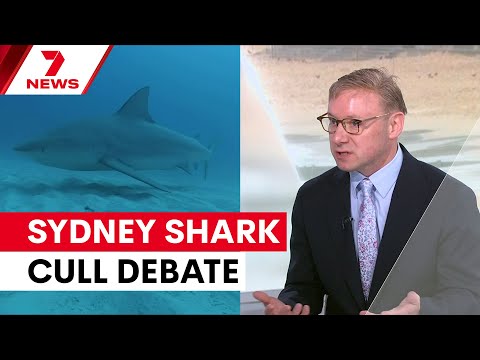 ‘Culling Doesn’t Work’: Expert’s Blunt Message After Horror Shark ...