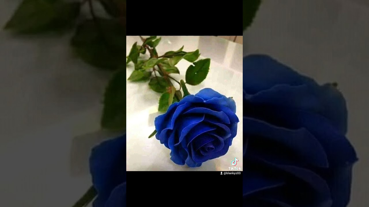Hermosas rosas Azules!!🥀❤️❤️