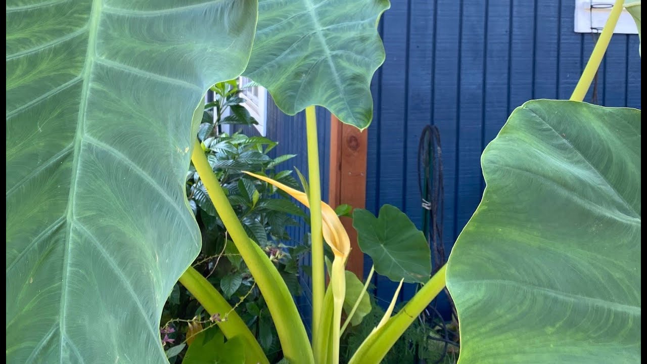 Elephant Ear Flowers!!!