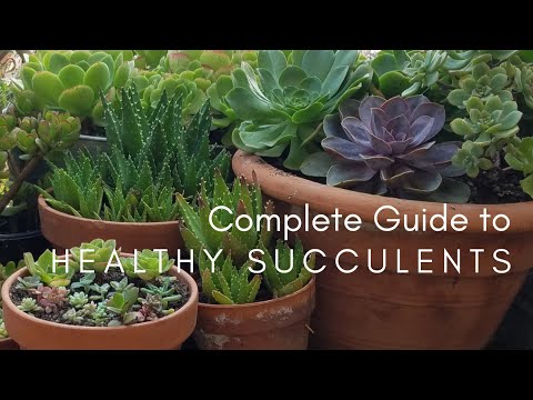 Complete Guide to Succulent Propagation / All phases of the succulent life cycle / Best Video Ever