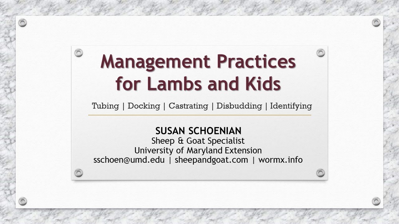 Management Practices for Lambs & Kids