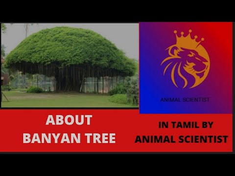 ABOUT BANYAN TREE IN TAMIL BASIC AND DETAILED INFORMATION
