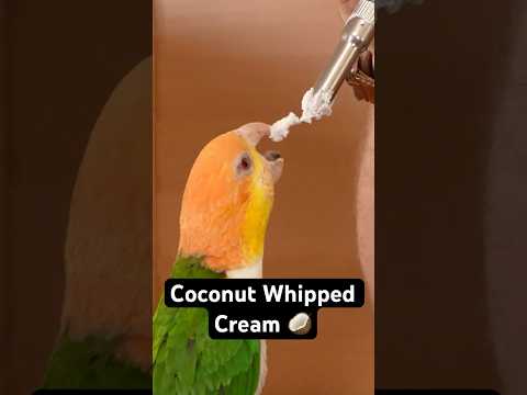 Dessert for Birds π₯₯