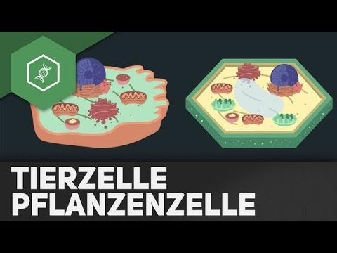 Animal cell vs. plant cell - REMAKE