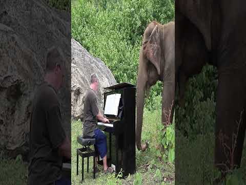 Elephant cries to music 🥹 (Paul Barton)