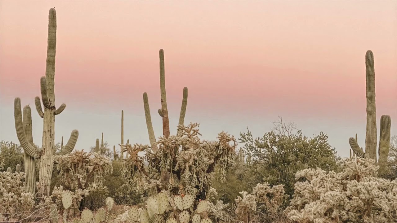 Desert Cacti | Turn Your TV Into Art | Desert Art Slideshow For Your TV | 1Hr of 4K Landscapes