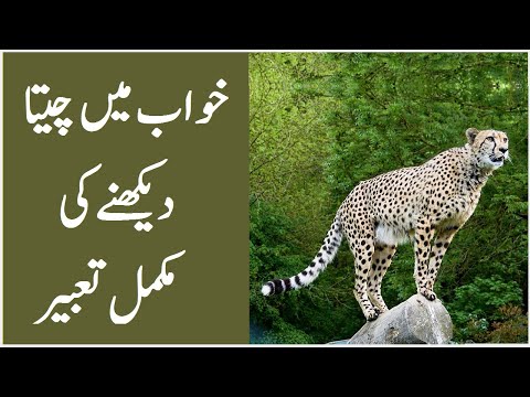Khwab Mein Cheetah Dekhna Ki Tabeer, Cheetah in Dream Meaning