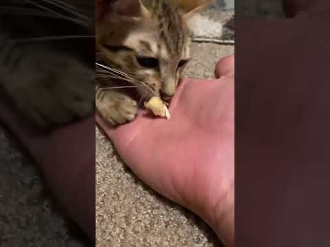 THE NOMNOM CAT