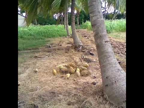 Coconut fall in slow motion