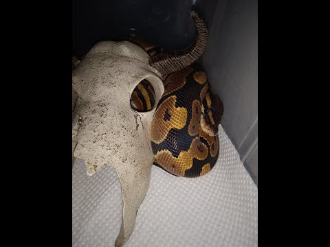 Steam Community :: Video :: Ball python feeding