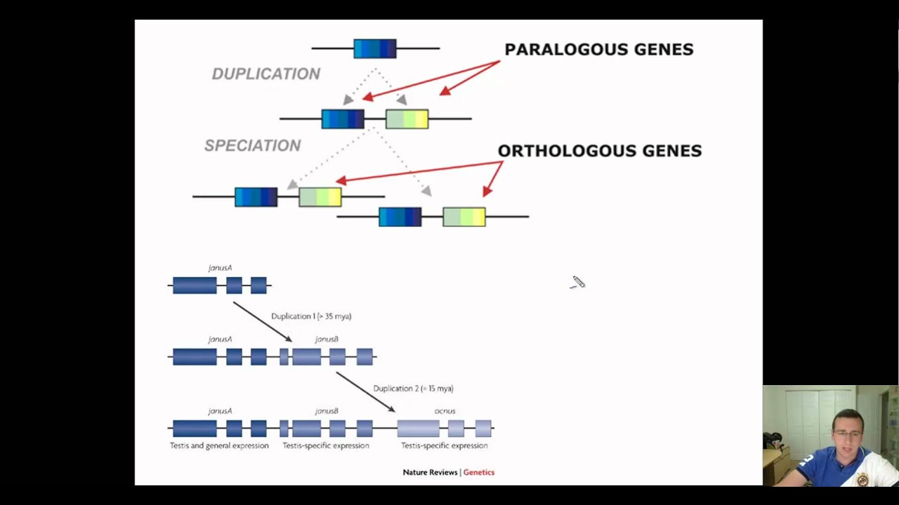 Evolution of Genes (Part 1) - Mutations, Duplications, & Transpositions