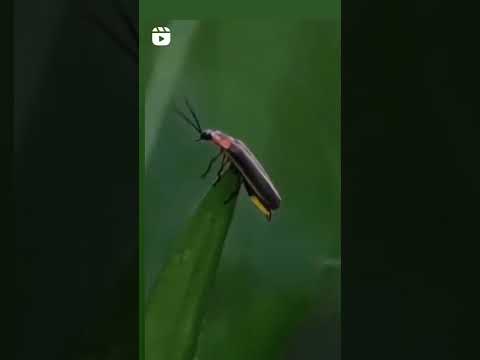 light insect #insect#light #shorts #shortvideo #subscribe #like