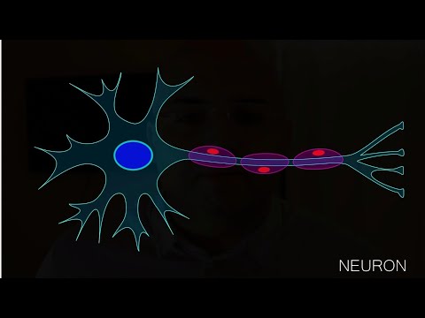 NEURON - Structure Function Definition - Nerve Sensory Motor