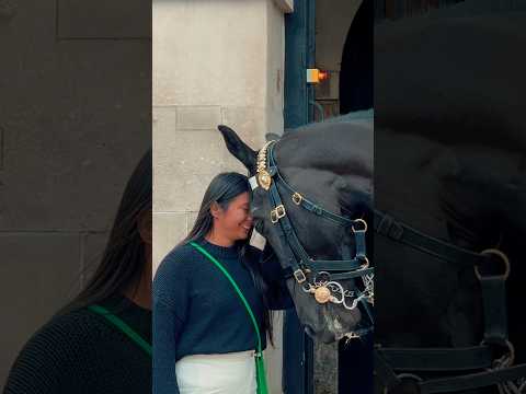 HORSE DISPLAYS HEAD TO HEAD AFFECTION? ✨???? | Horse Guards, Royal guard, Kings Guard, Horse, London