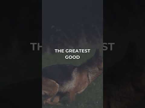 A Stoic Quote About Dogs ~ Motivational quotes #shorts #viral #motivational #quotes #stoicism