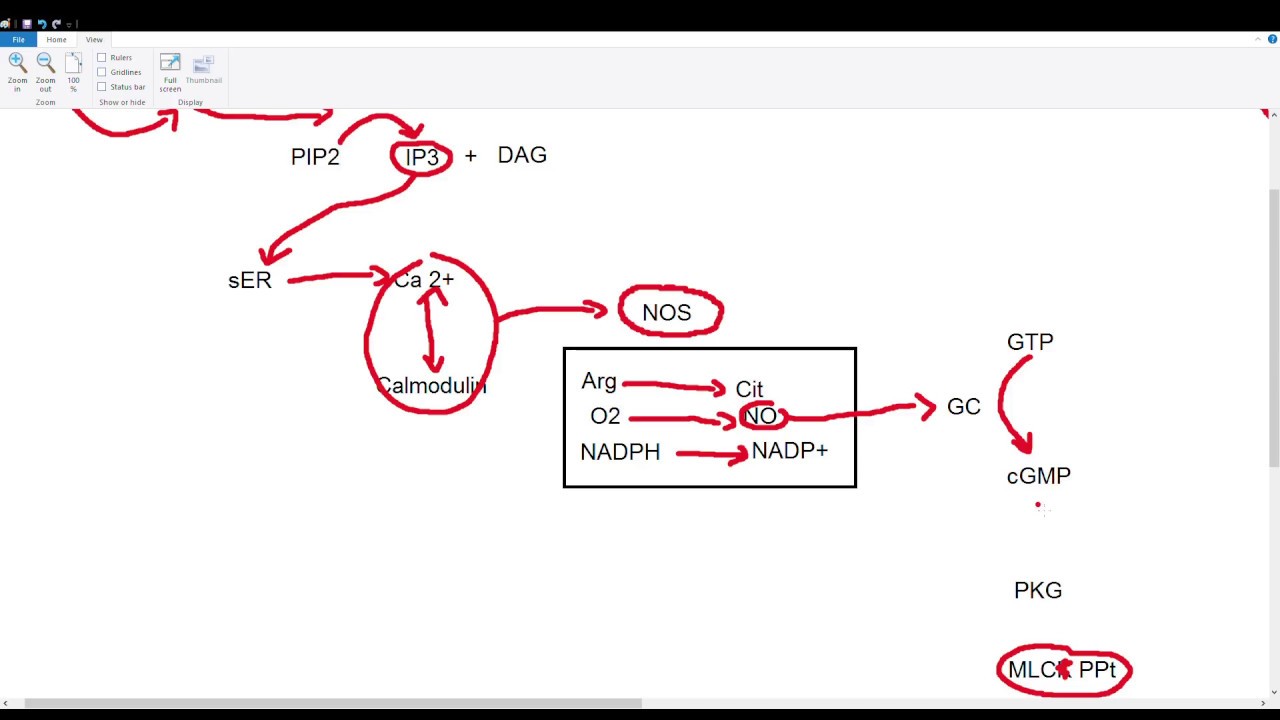 Understanding the Nitric Oxide Vasodilation Pathway | Galaxy.ai