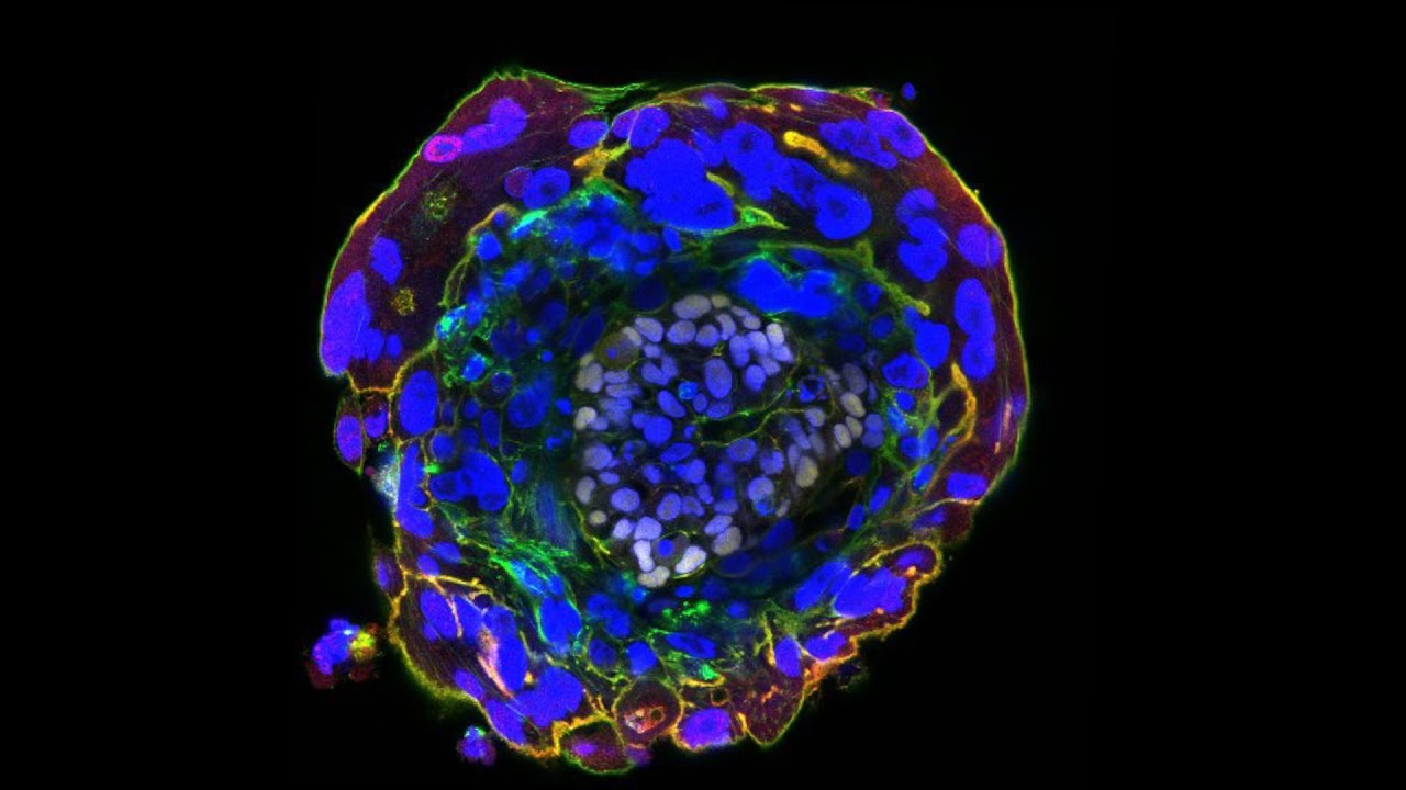 Human Embryo Research: Opening the “Black Box”