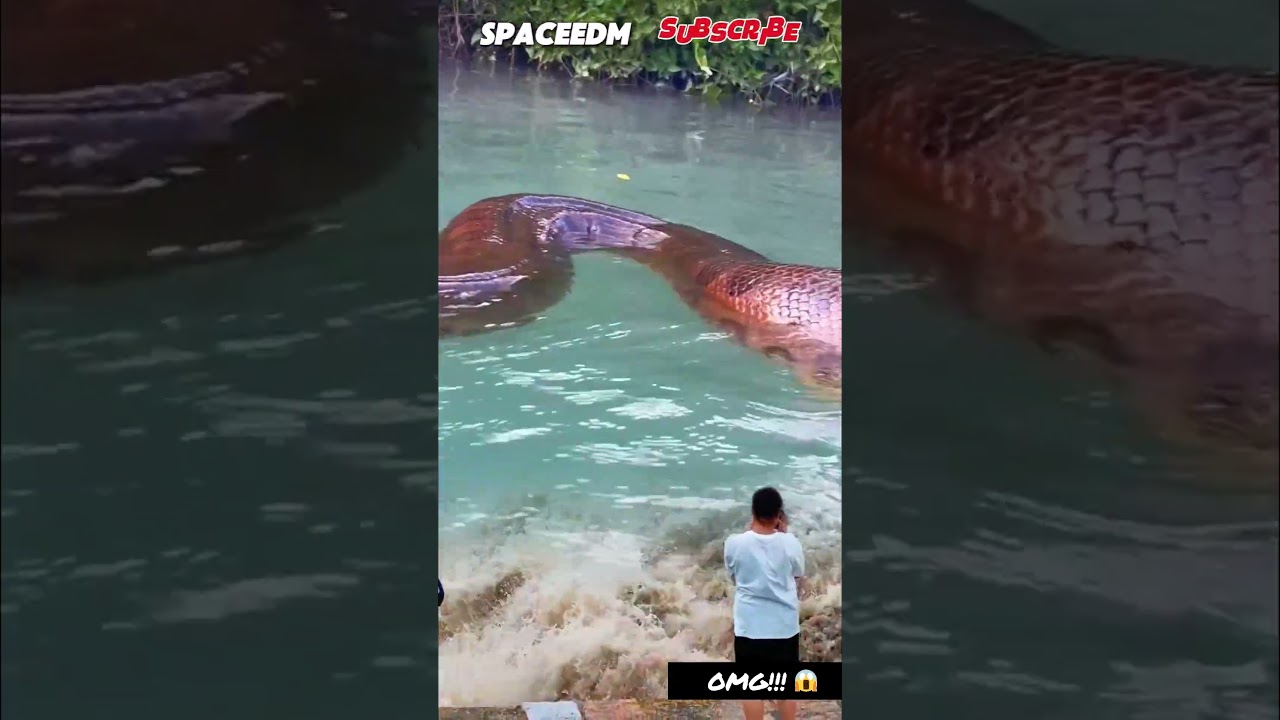 OMG! THE BIGGEST REAL PYTHON IN THE WORLD