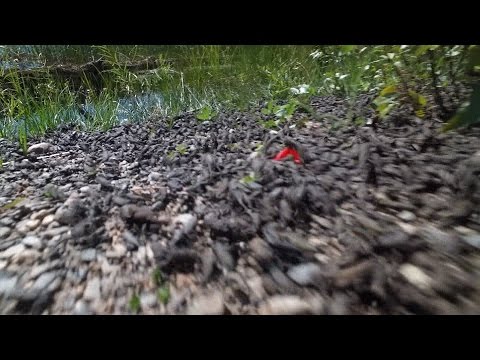 'It's just hopping' mass toad migration carpet B.C. shores