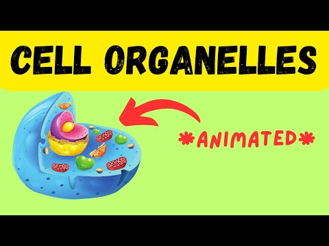 Cell Biology: Cell Organelles explained in 3 Minutes (Animated Version)