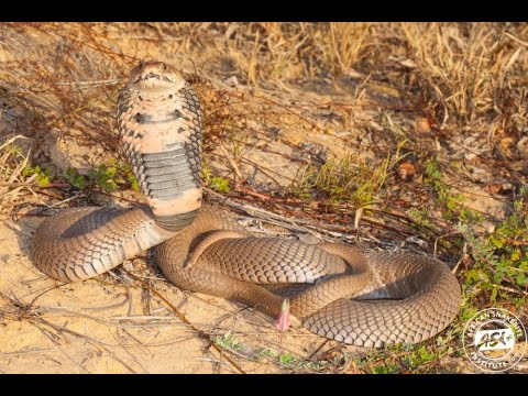 Mozambique Spitting Cobra Bite - Johan Marais